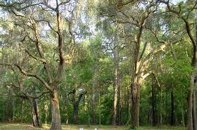 The forest of life | George's Journal