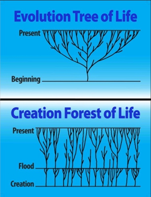 Biology doesn’t support the idea of biological evolution | George's Journal