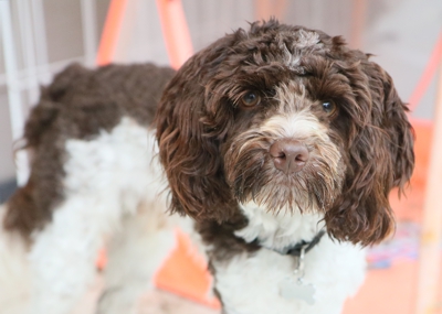 Freedom from lockdown | George's Journal